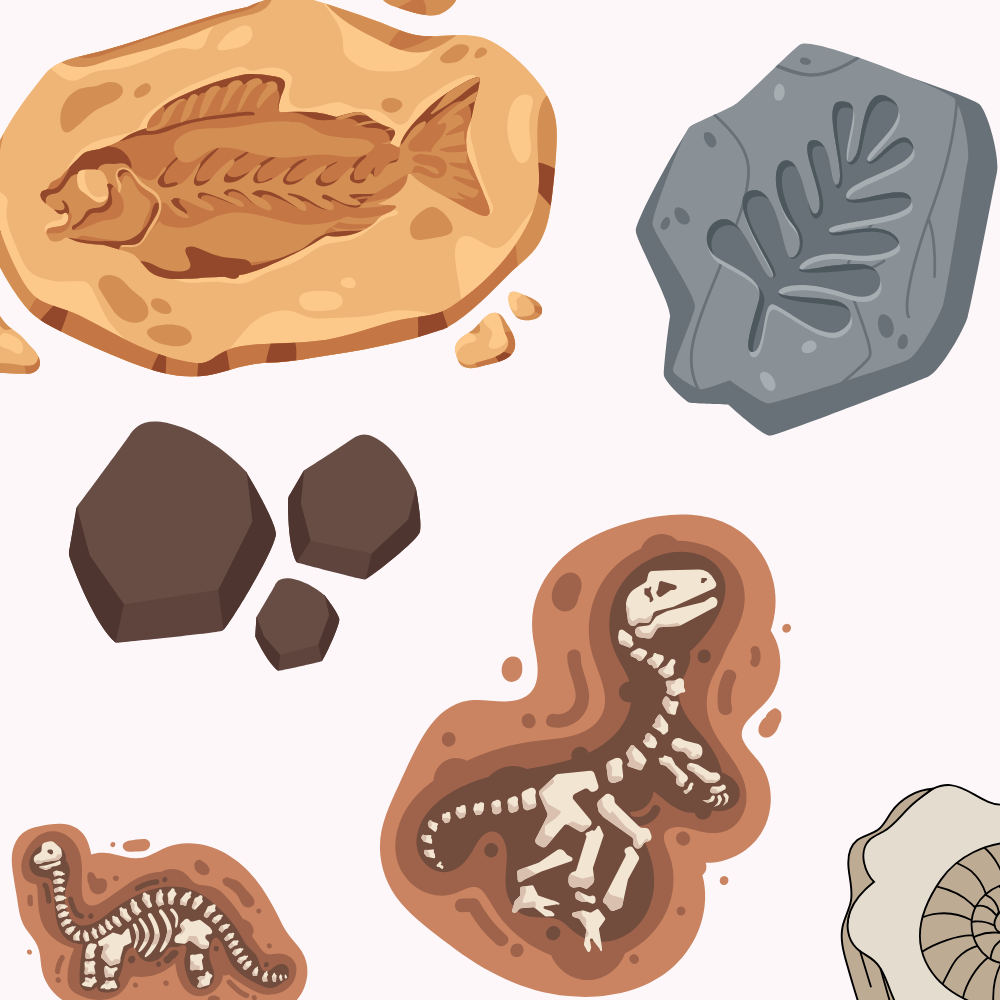 Patterns of Fossils and Rock Formations – EduMagnet